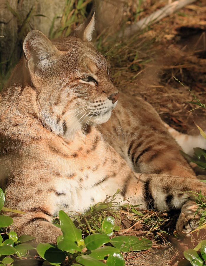 Bobcat stock image. Image of tufts, sunshine, spots, sitting - 90823537