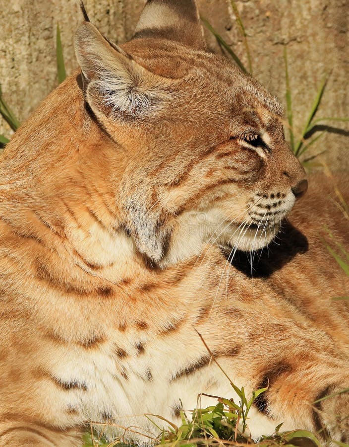 Bobcat stock photo. Image of carnivore, closeup, details - 90823566