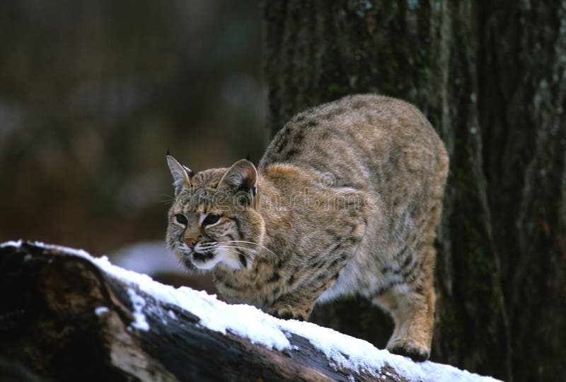 Close Up of a Bobcat Snarling Stock Image - Image of wildlife, close ...
