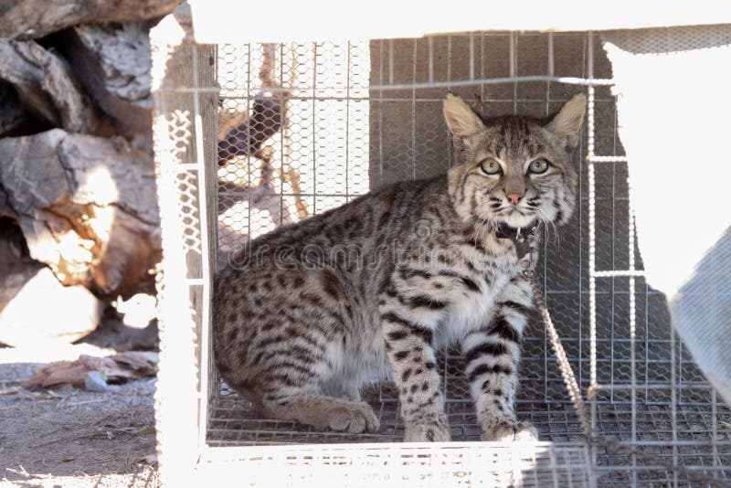 Wild Animals stock photo. Image of feline, scared, wild - 138499438