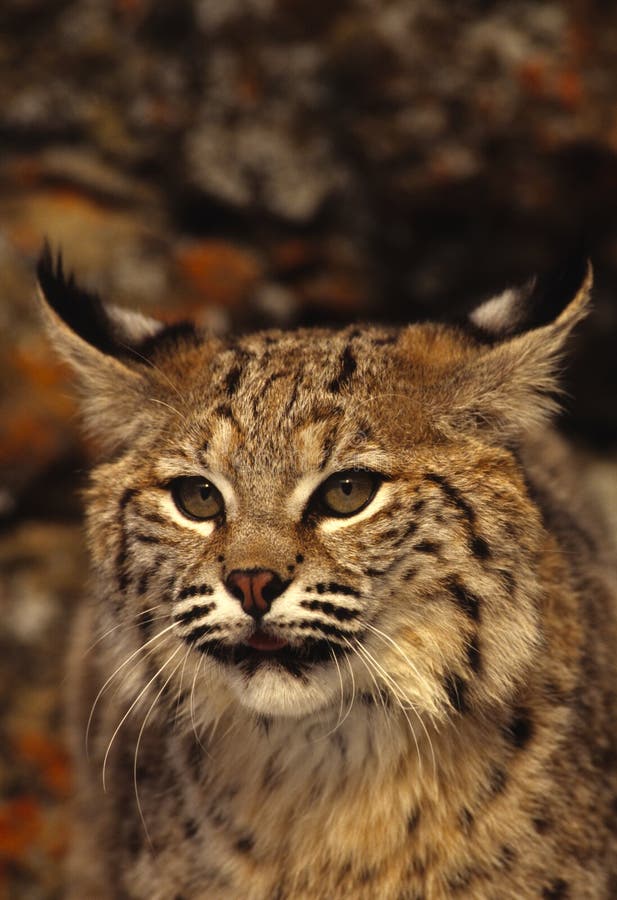 Close Up of a Bobcat Snarling Stock Image - Image of wildlife, close ...