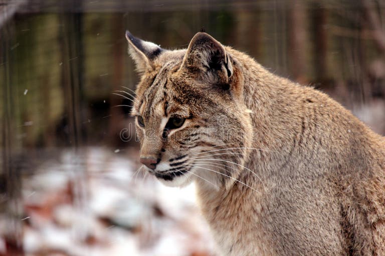 147 Bobcat Side View Stock Photos - Free & Royalty-Free Stock Photos ...