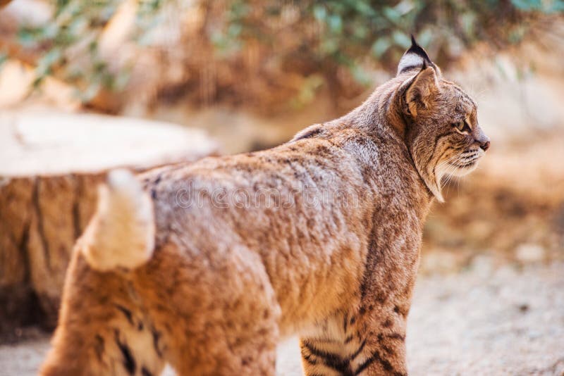 North American Bobcat Yellowstone Nat Park,idaho Stock Image - Image of ...