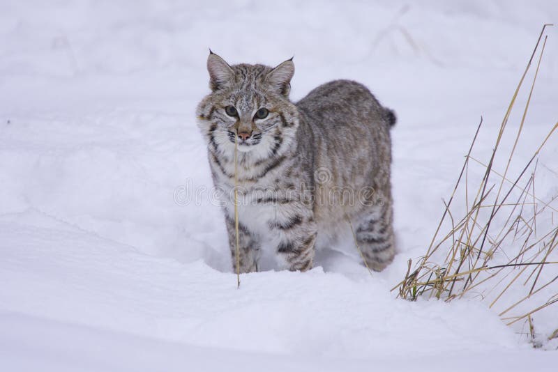 Bobcat in deep white snow stock image. Image of white - 18679933