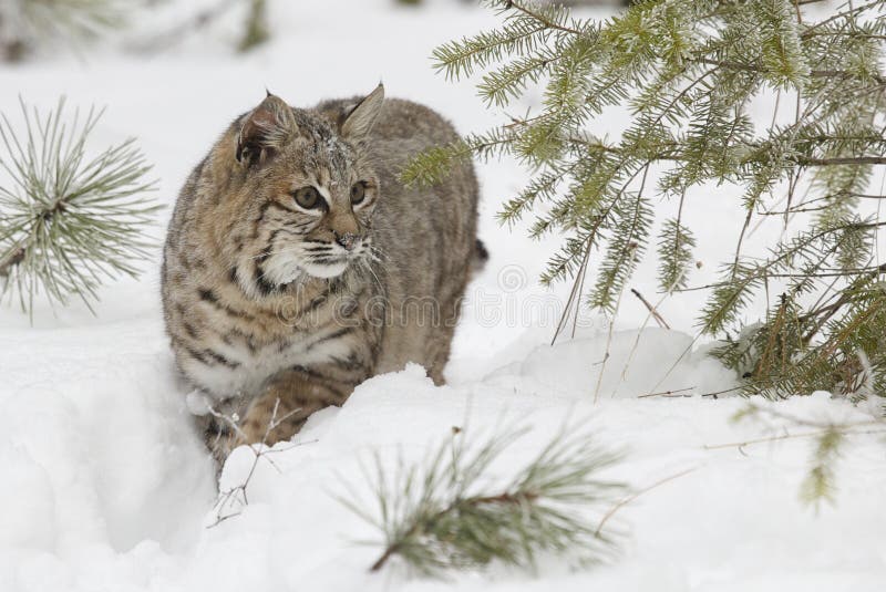Bobcat In Deep White Snow Royalty Free Stock Images - Image: 18679939