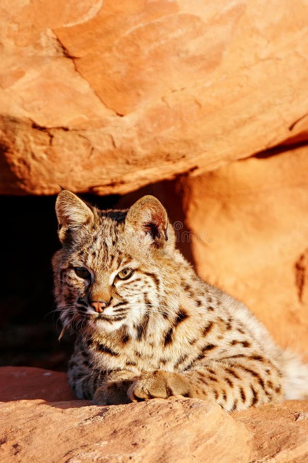 Lynx Die Op De Steen Liggen Stock Foto - Image of laag, poten: 61258198