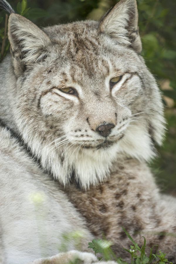Bobcat face stock photo. Image of rock, portrait, creature - 88131192