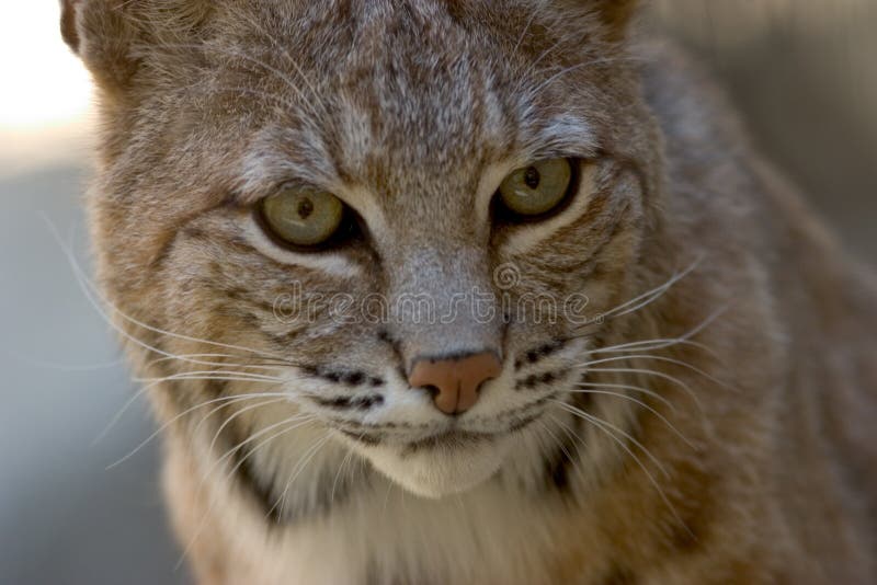 Bobcat Facial Portrait stock image. Image of wildlife, lynx - 277367