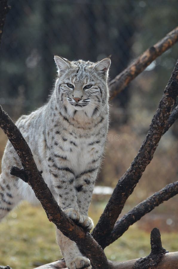 Bobcat in a Fallen Tree stock image. Image of canadian - 104076971