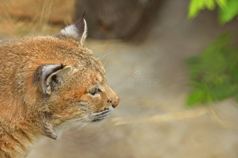 Bobcat, Felis Lynx rufus stock photo. Image of bobcat - 94339282