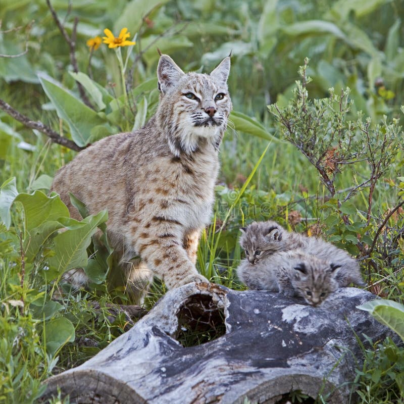 Bobcat Female and Baby Kittens on Log Stock Photo - Image of habitat ...