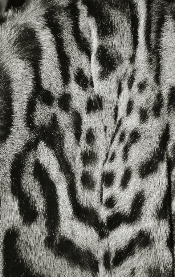 Bobcat Fur Background Texture Pattern Stock Image - Image of ...