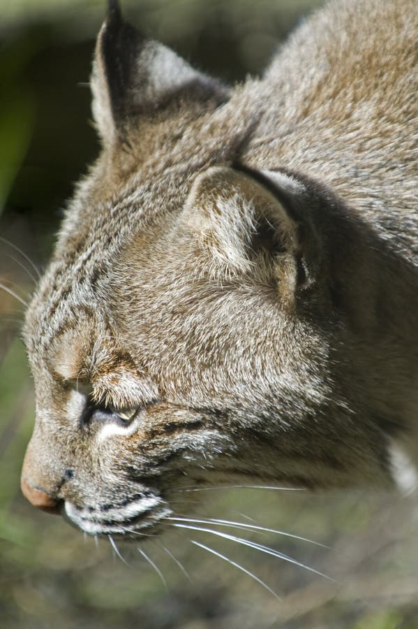 Bobcat head stock vector. Illustration of cartoon, animal - 90271267