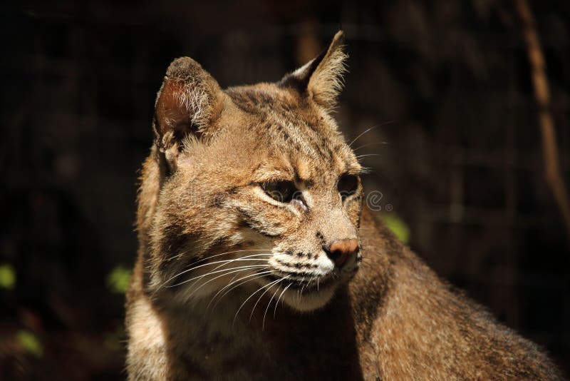 Bobcat Head Shot stock photo. Image of headshot, posing - 81436176
