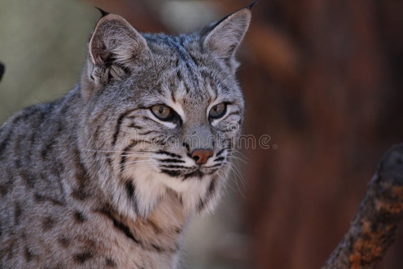 Bobcat head stock vector. Illustration of cartoon, animal - 90271267