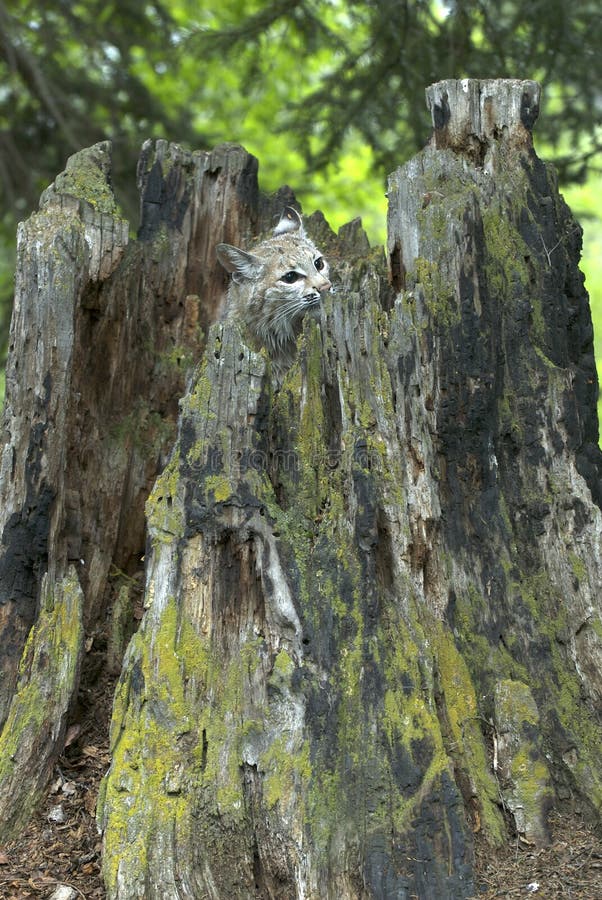 Bobcat hiding stock image. Image of single, peeking, incognito - 2358851