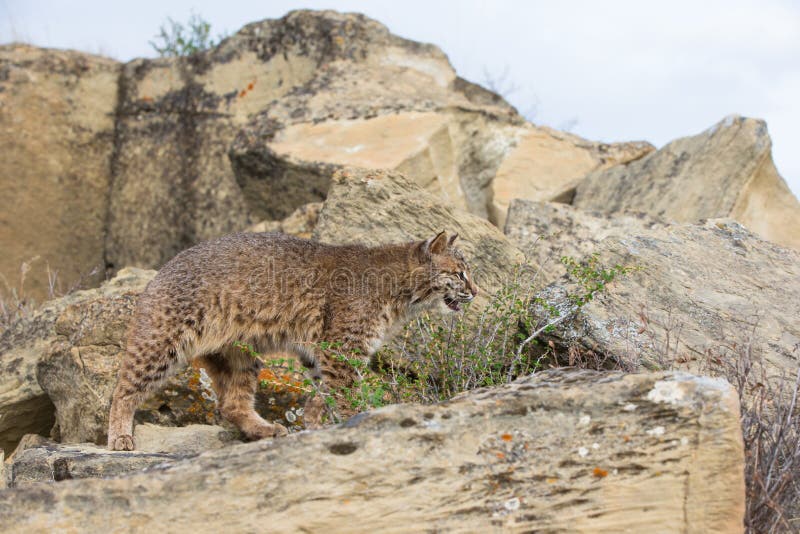 Bobcat hunting stock image. Image of stealthy, prey - 108052167