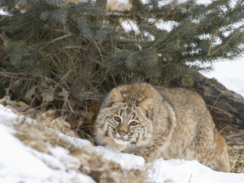 Bobcat hunting in snow stock photo. Image of predator - 266497316