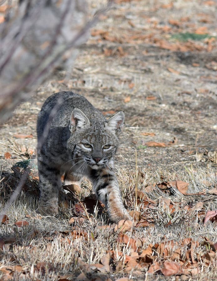 Bobcat hunting stock photo. Image of feline, wildlife - 108052182