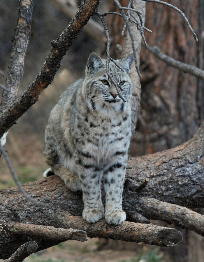 Bobcat stock image. Image of mammal, trunk, felidae, forest - 36126781