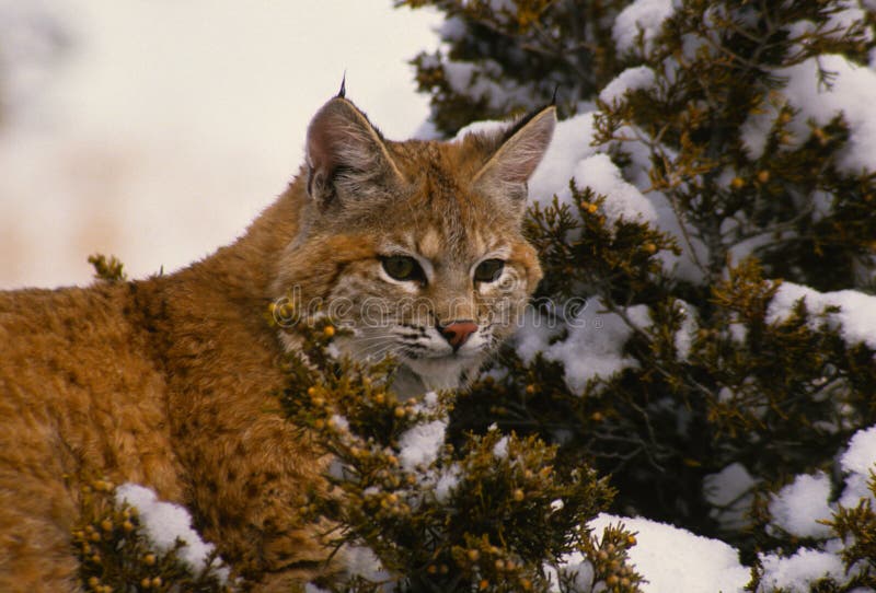 Close Up of a Bobcat Snarling Stock Image - Image of wildlife, close ...