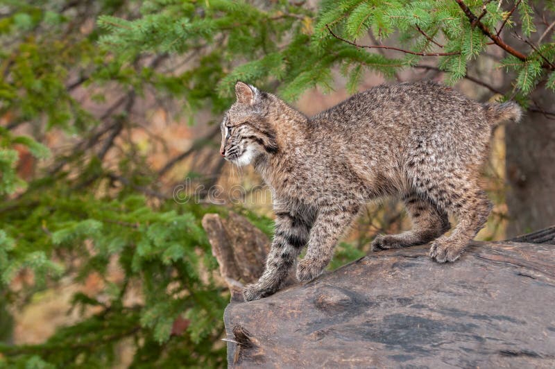 Bobcat Kitten (Luchs Rufus) Bereitet Vor Sich Zu Springen Stockbild ...