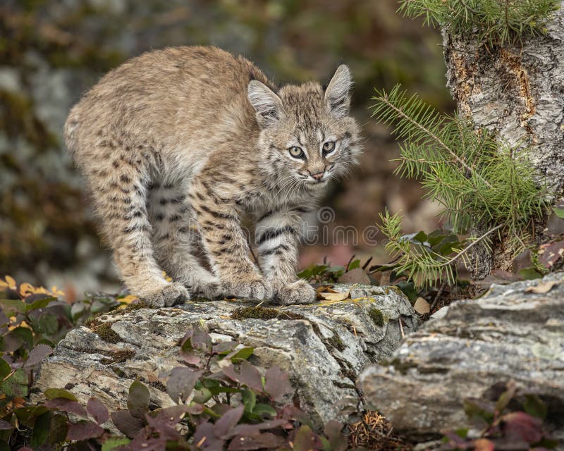 Bobcat Kitten in Fall Colors in Montana Stock Image - Image of animal ...