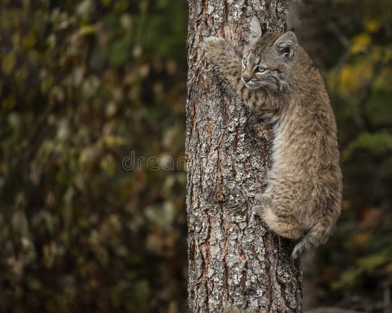 Bobcat Kitten in Fall Colors in Montana Stock Photo - Image of wildlife ...