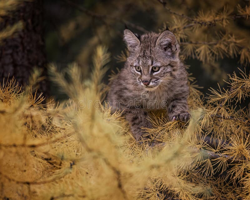 Bobcat Kitten in Fall Colors in Montana Stock Photo - Image of patient ...