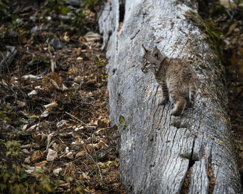 Bobcat Kitten in Fall Colors in Montana Stock Photo - Image of foliage ...