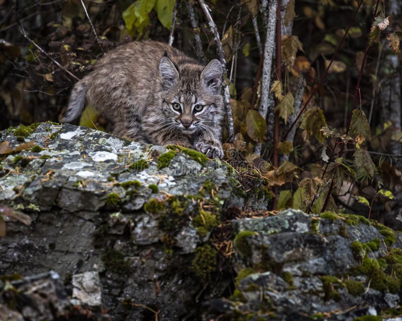 Bobcat Kitten in Fall Colors in Montana Stock Photo - Image of graceful ...