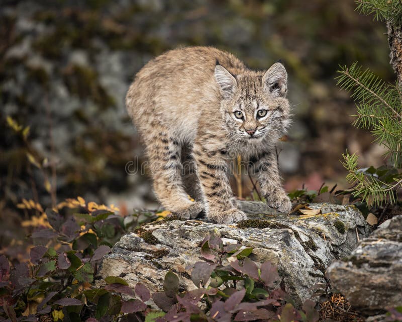 Bobcat Kitten in Fall Colors in Montana Stock Photo - Image of felis ...