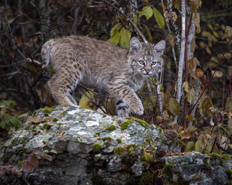 Bobcat Kitten in Fall Colors in Montana Stock Image - Image of hunter ...