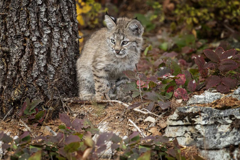Bobcat Kitten in Fall Colors in Montana Stock Photo - Image of felis ...
