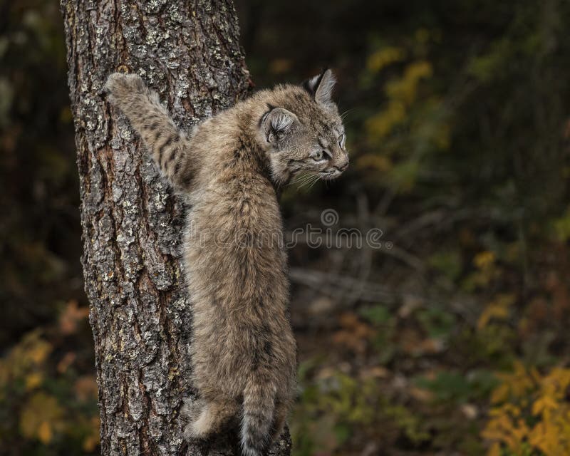 Bobcat Kitten in Fall Colors in Montana Stock Image - Image of spots ...