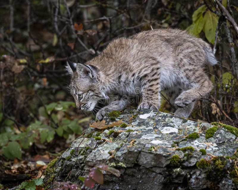 Bobcat Kitten in Fall Colors in Montana Stock Photo - Image of captive ...