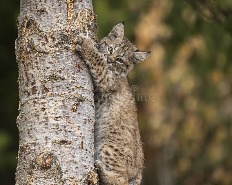 Bobcat Kitten in Fall Colors in Montana Stock Image - Image of spots ...
