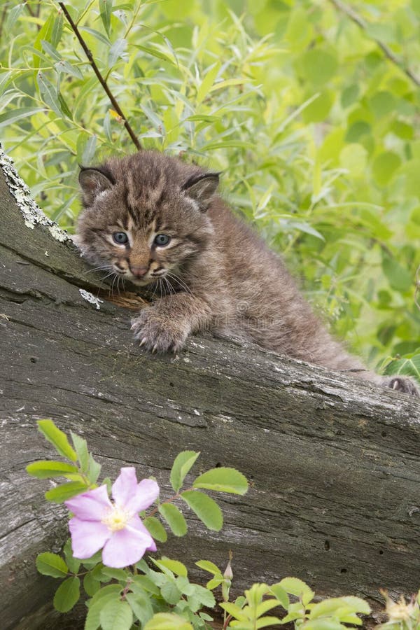 Bobcat Kitten with a Pink Flower Stock Image - Image of spots, flower ...