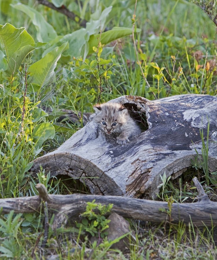 Bobcat kitten in log stock image. Image of wildlife, canada - 26957265
