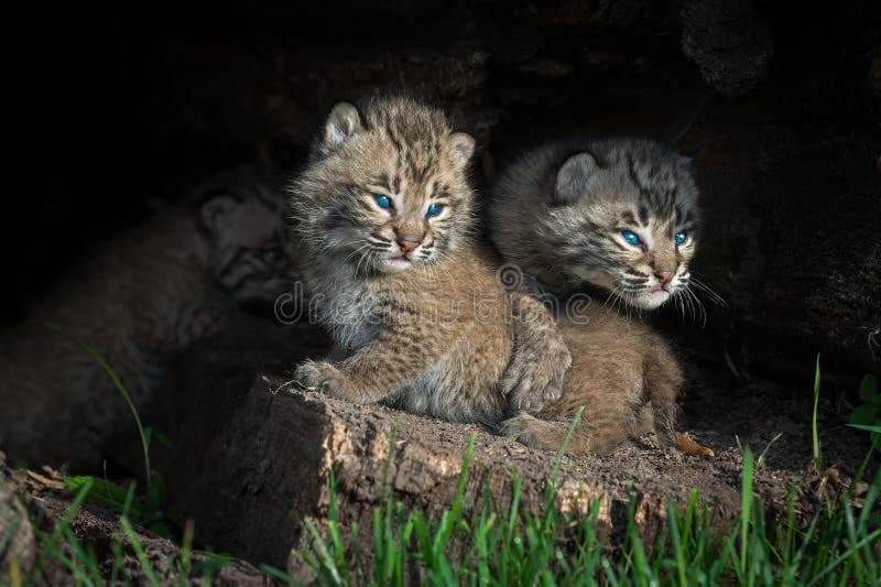 Bobcat Kittens Lynx Rufus Look Out of Log Stock Image - Image of ...