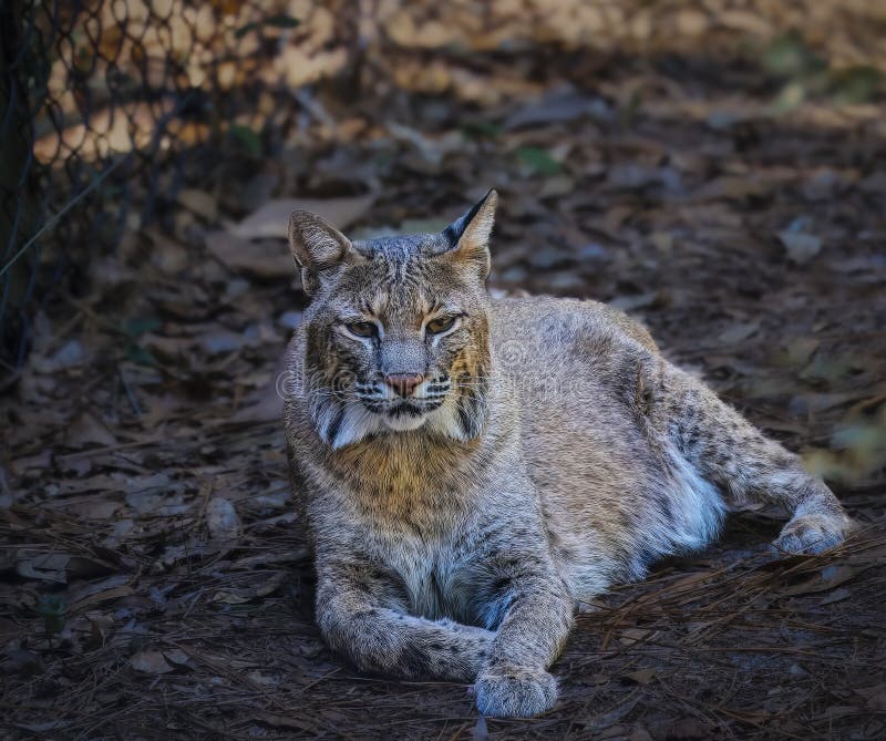 A Bobcat is Laying on the Ground with Its Head Down Stock Photo - Image ...