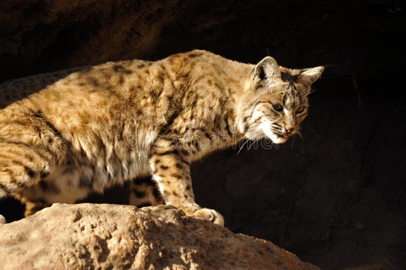 Bobcat Spots y patas foto de archivo. Imagen de registro - 108855642