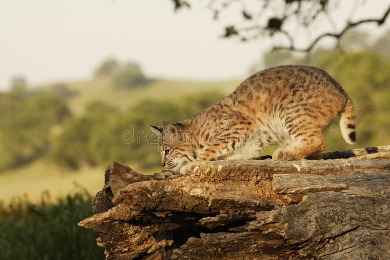 Bobcat (Lynx Rufus) Crouches on Snowy Stump Stock Image - Image of ...