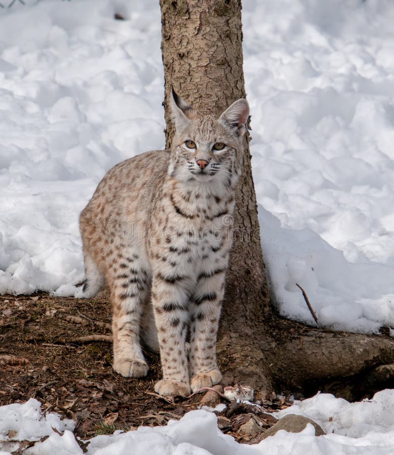 206 Sitting Bobcat Snow Stock Photos - Free & Royalty-Free Stock Photos ...