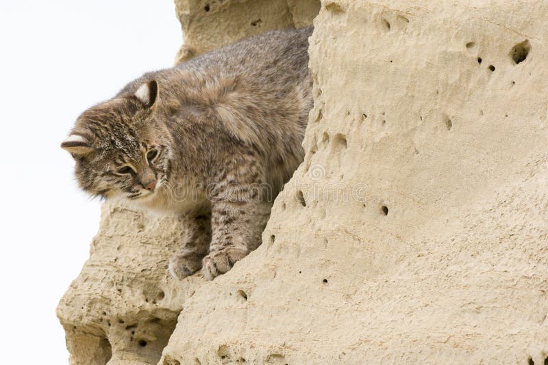 A Bobcat Looking Directly at Me while Sitting Near a Tree Stock Image ...
