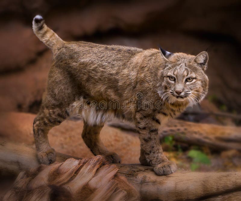 Wilder Rotluchs (Luchs Rufus) Stockbild - Bild von draußen, lynx: 30975309