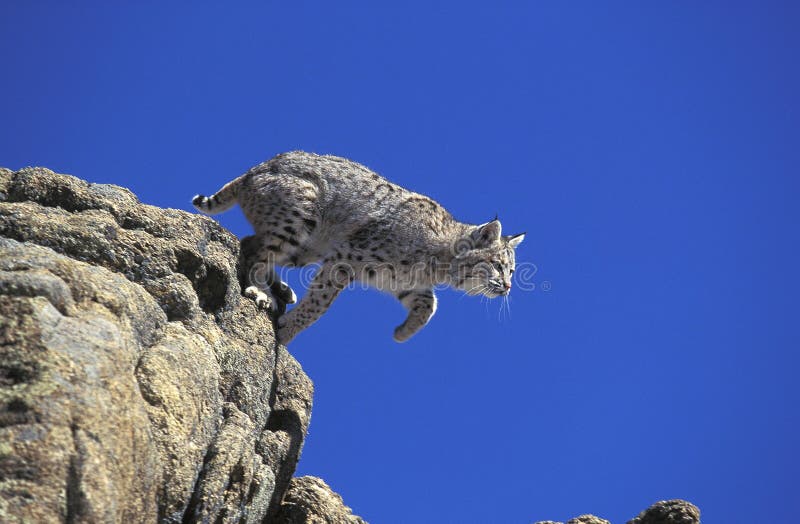 Bobcat, Lynx Rufus, Adult Leaping from Rocks, Canada Stock Image ...