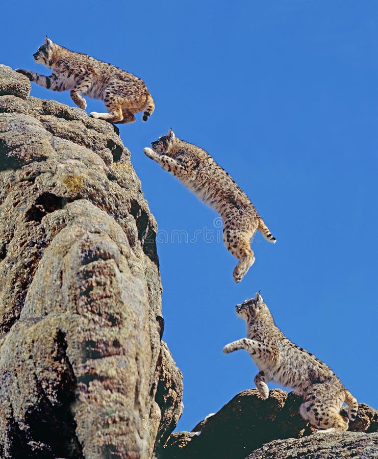 Bobcats Pouncing