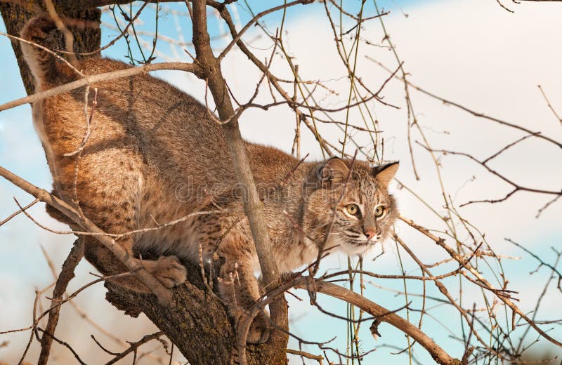 Bobcat (Lynx Rufus) Blends in within Tree Branches Stock Image - Image ...