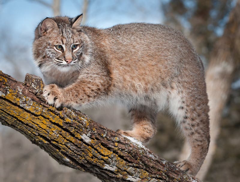 Bobcat (Lynx Rufus) on Branch of Tree Stock Photo - Image of outside ...